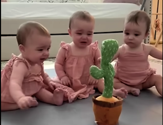 Triplets Cry At Talking Cactus Toy | My Cute Babies