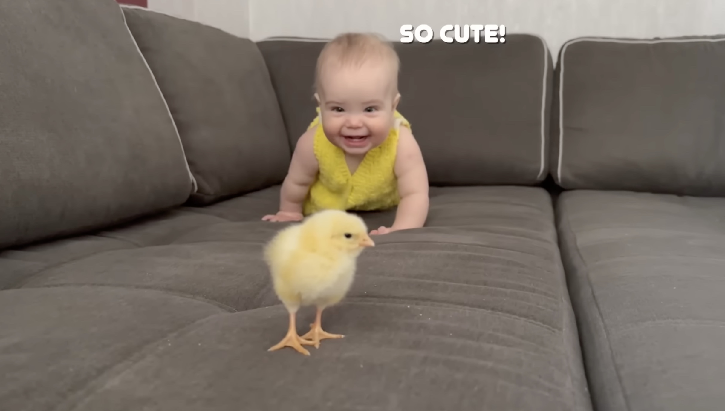 Happiness knows no bounds: Baby tries to catch a baby chick | My Cute ...
