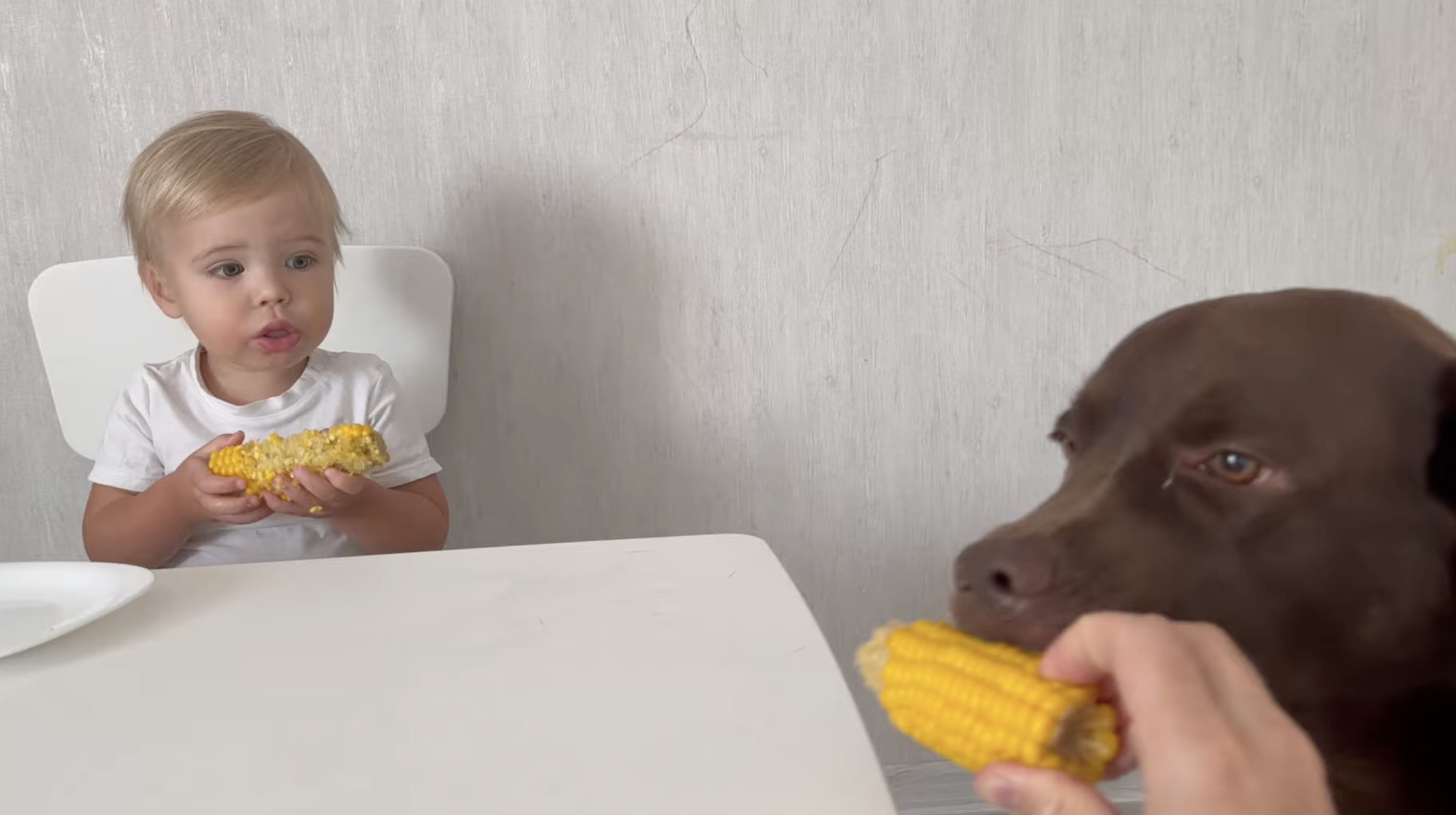A baby and dog’s hilarious eating adventure | My Cute Babies